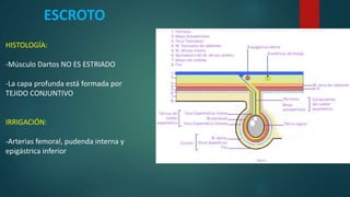 ANATOMÍA DEL ESCROTO, PENE Y URETRA MASCULINA Y FEMENINA | PPTX