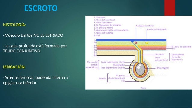 ANATOMÍA DEL ESCROTO, PENE Y URETRA MASCULINA Y FEMENINA