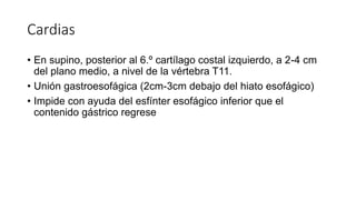 Anatomía del estómago.pptx