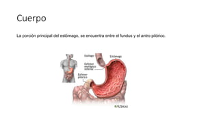 Anatomía del estómago.pptx