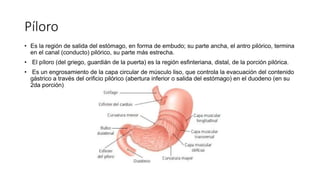 Anatomía del estómago.pptx