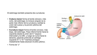 Anatomía del estómago.pptx