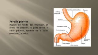 Anatomía del estómago | PPT