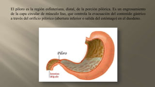 Anatomía del estómago | PPTX