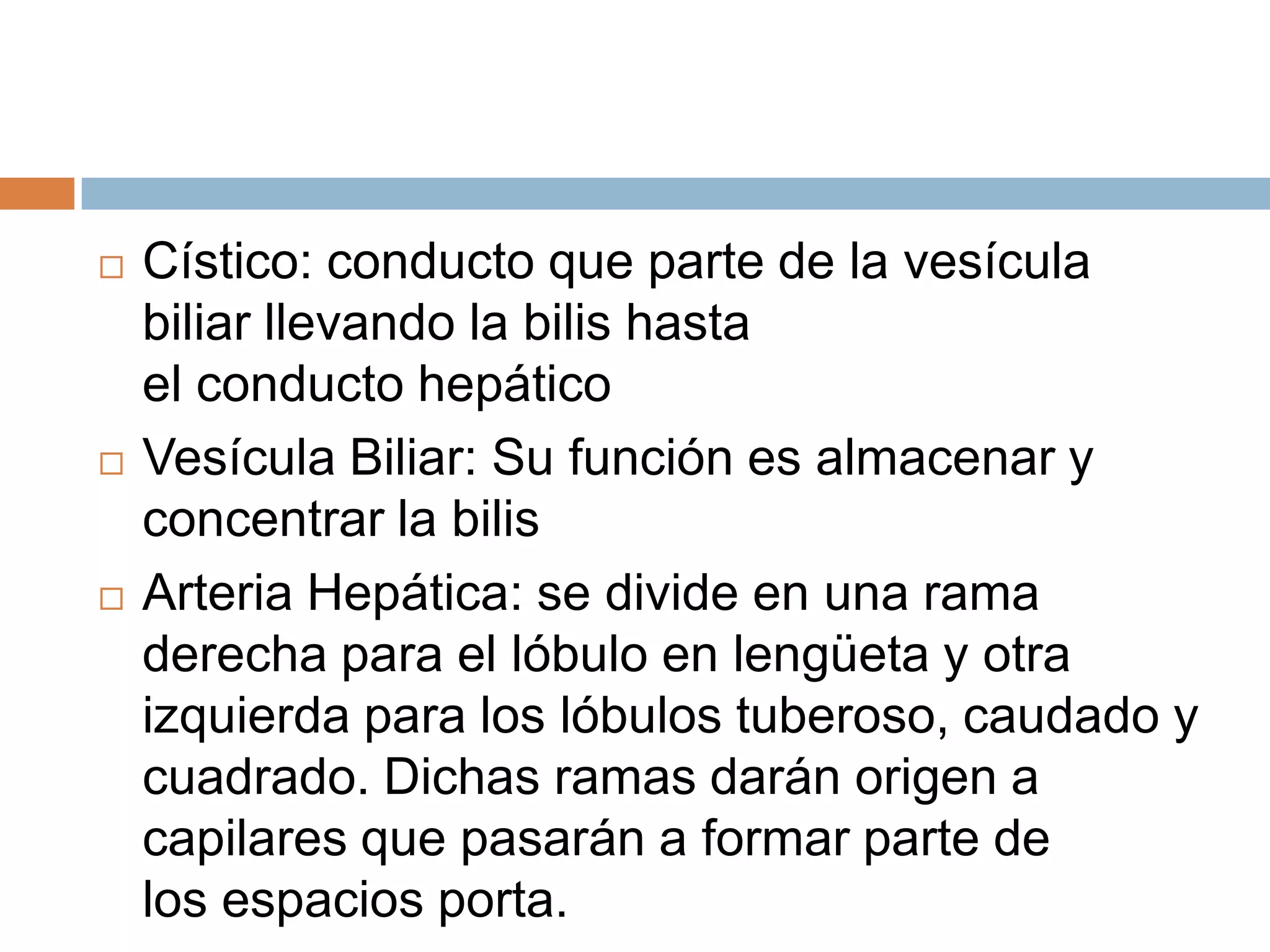 Anatom a del_h_gado | PPT