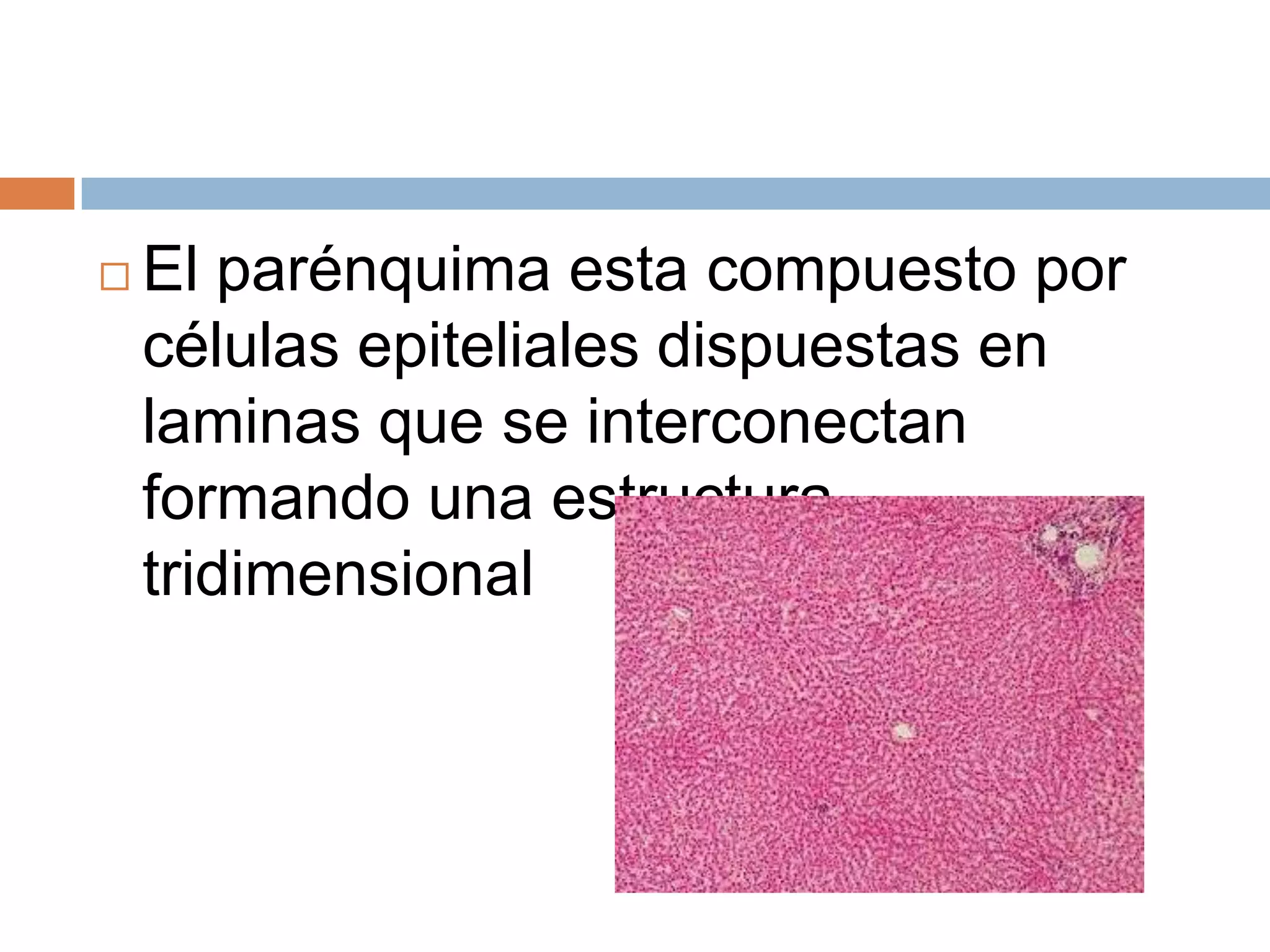 Anatom a del_h_gado | PPT