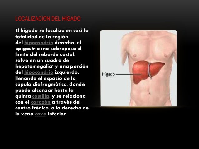 Anatomía del hígado