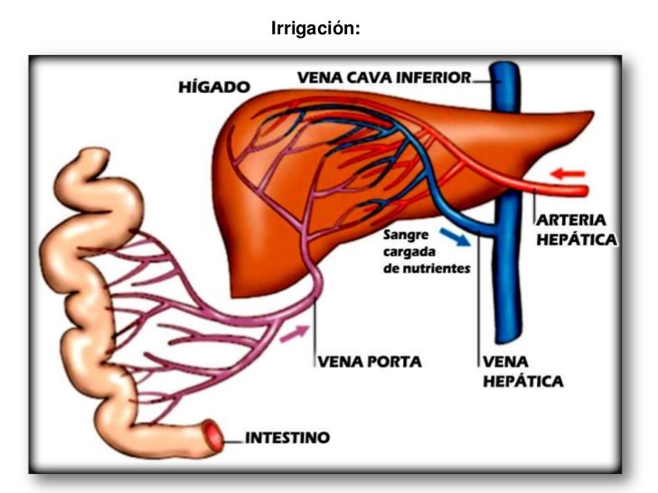 Anatomía Del Higado