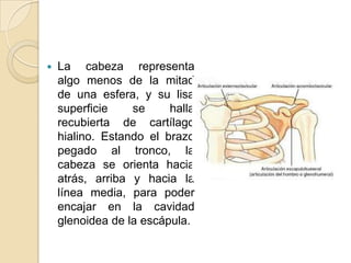 Anatomía del húmero | PPTX