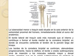 Anatomía del húmero | PPTX