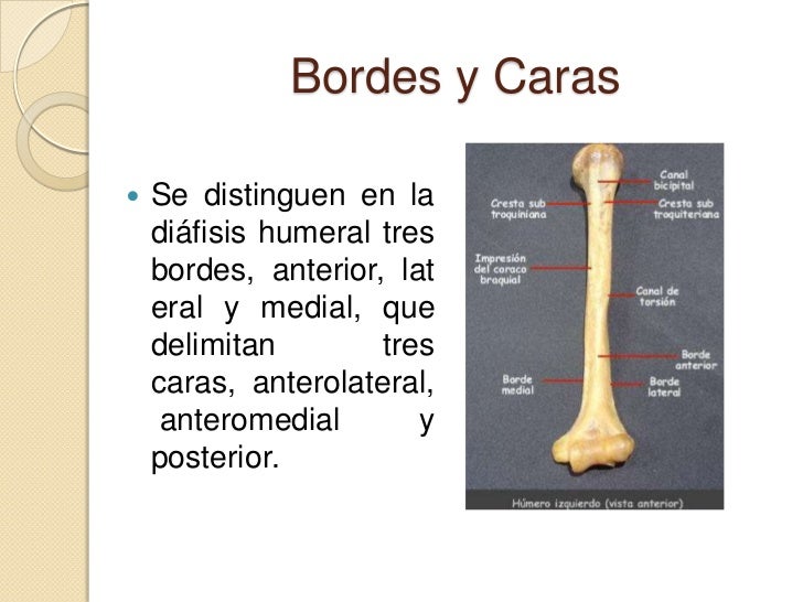 Anatomía del húmero