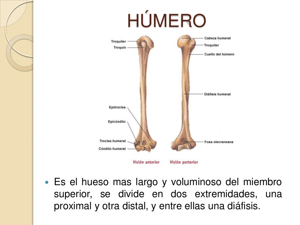 Anatomía del húmero