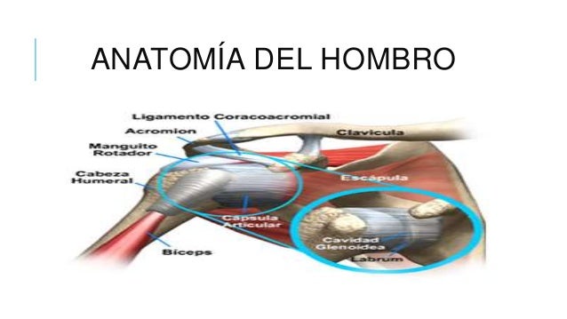 Anatoma Del Hombro