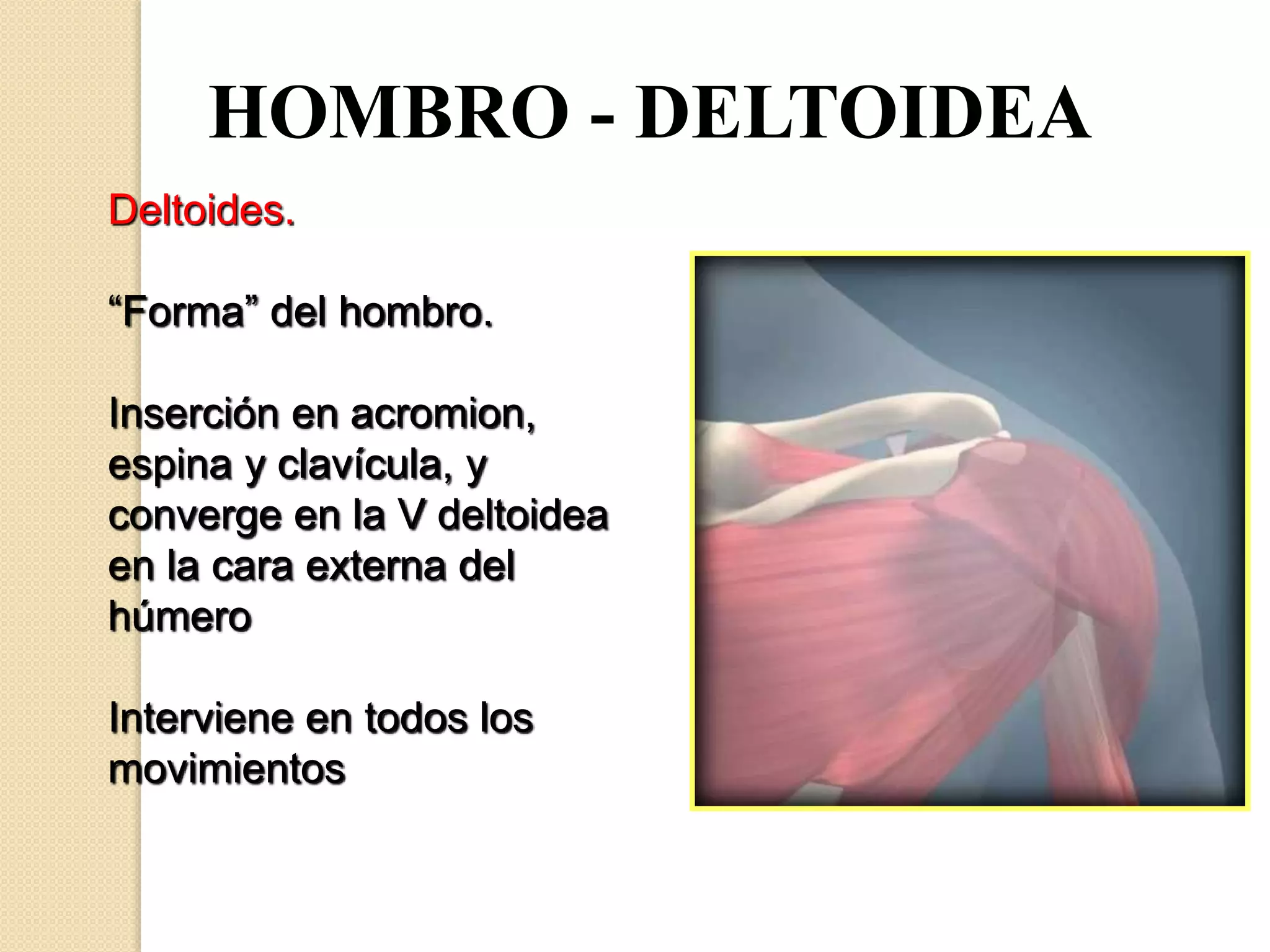 ANATOMÍA DEL HOMBRO Y AXILA 2012.pptx