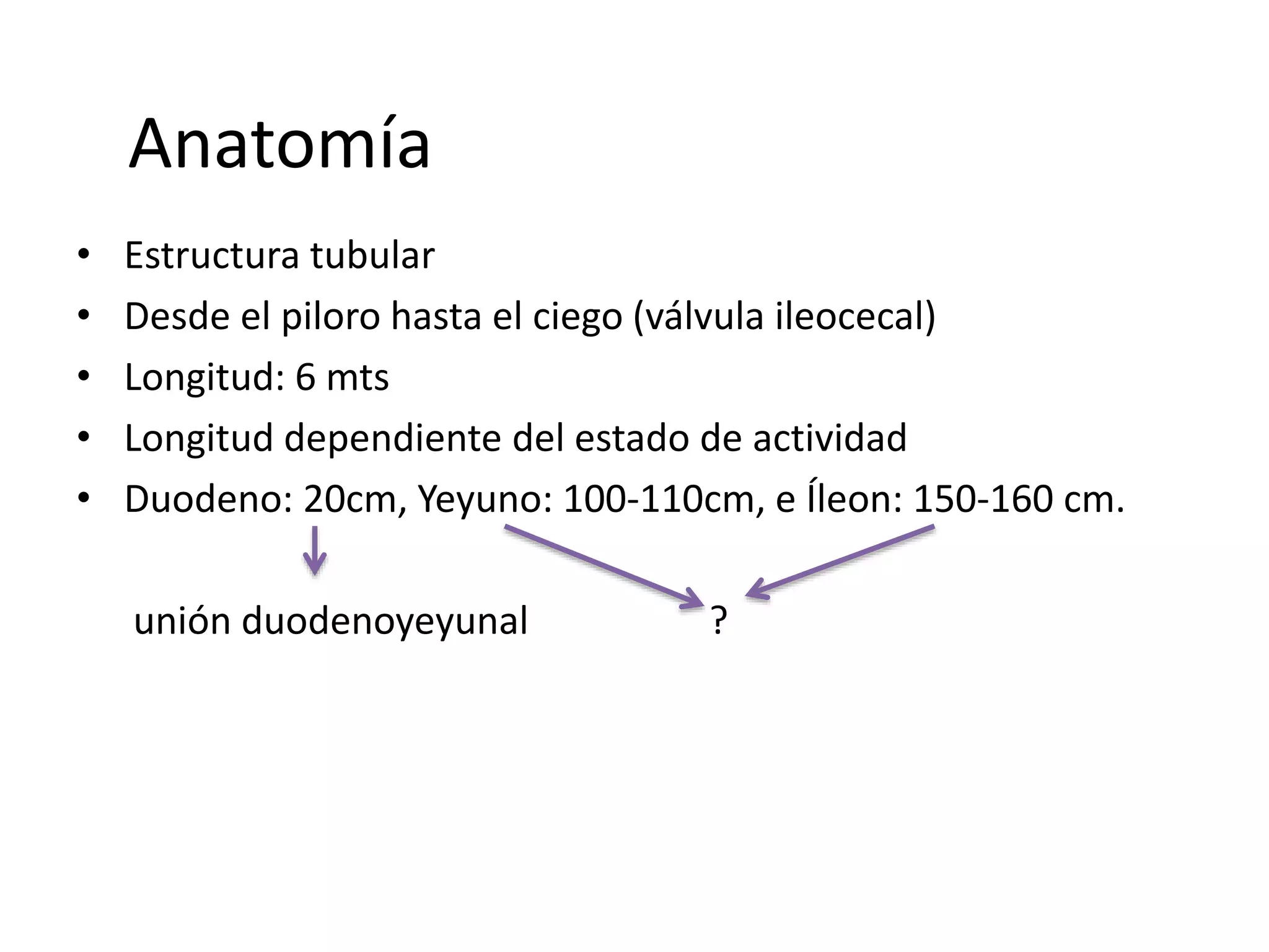 Anatomía del Intestino Delgado.pptx