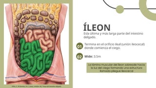 ANATOMÍA_DEL_INTESTINO_DELGADO[1] sd.pptx