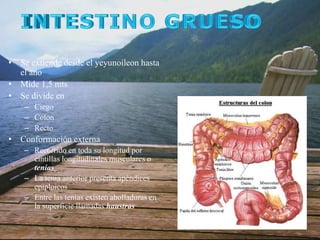 Anatomía del intestino delgado y grueso | PPTX