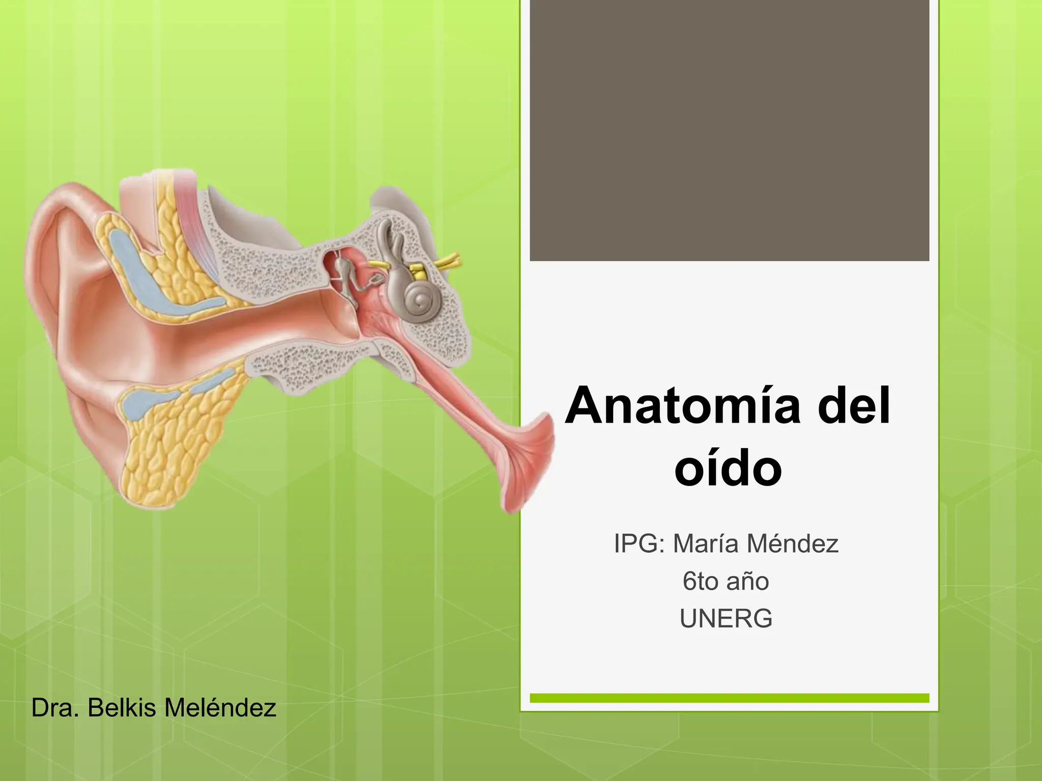 Anatomía del oído.pptx cirugía medicinaa | PPT