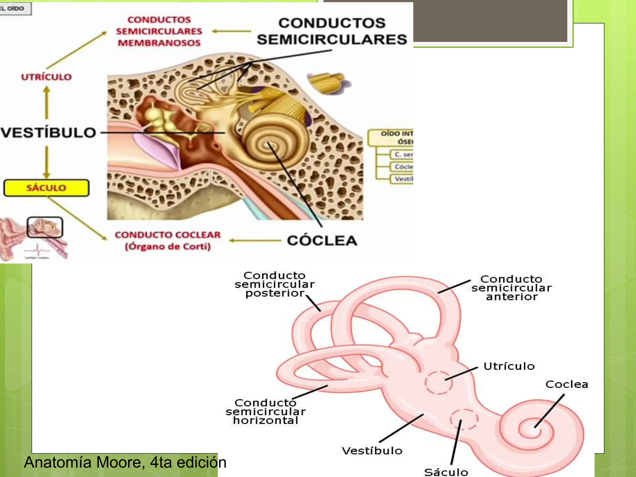 Anatomía del oído.pptx cirugía medicinaa | PPT