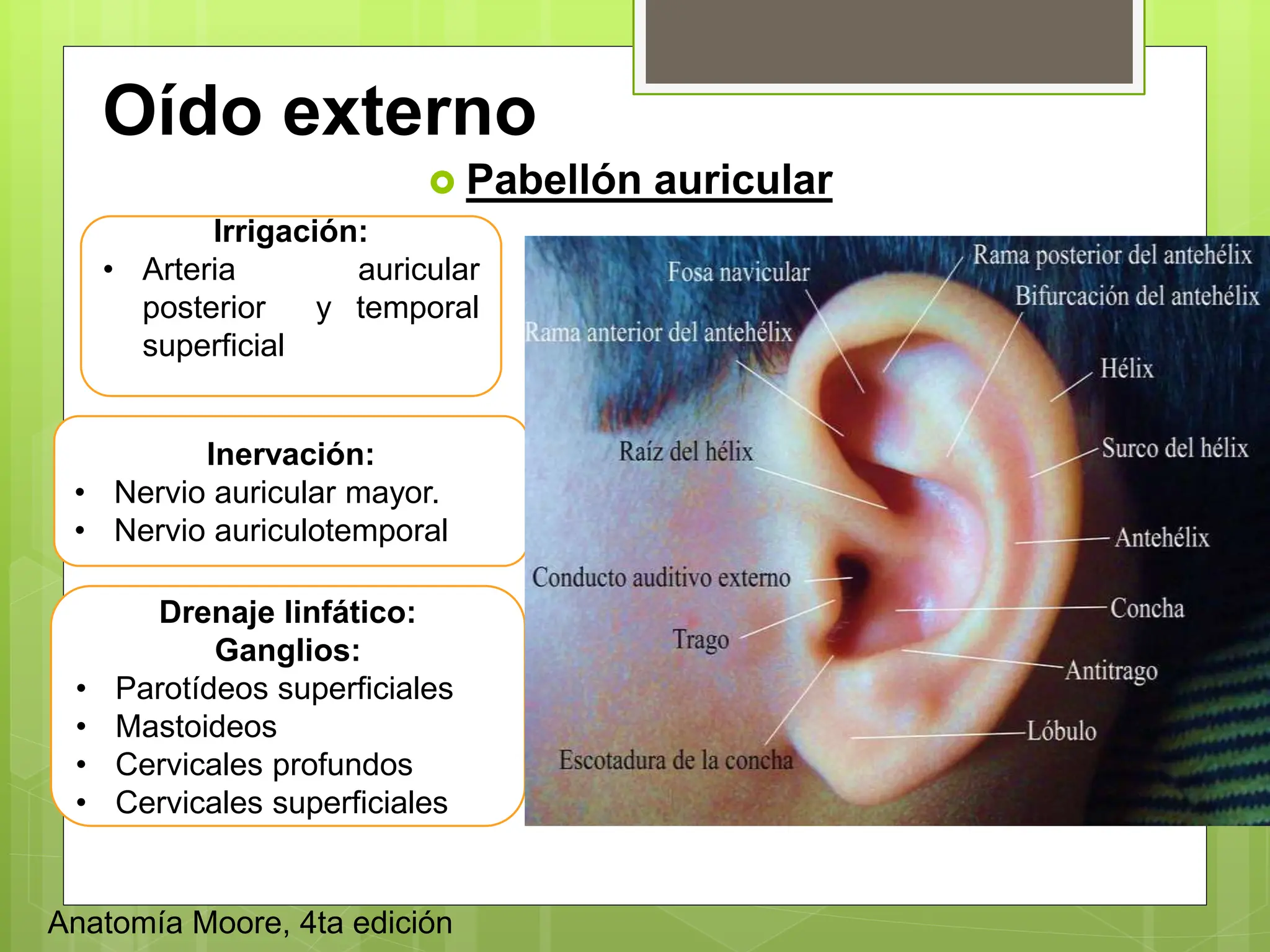Anatomía del oído.pptx cirugía medicinaa | PPT