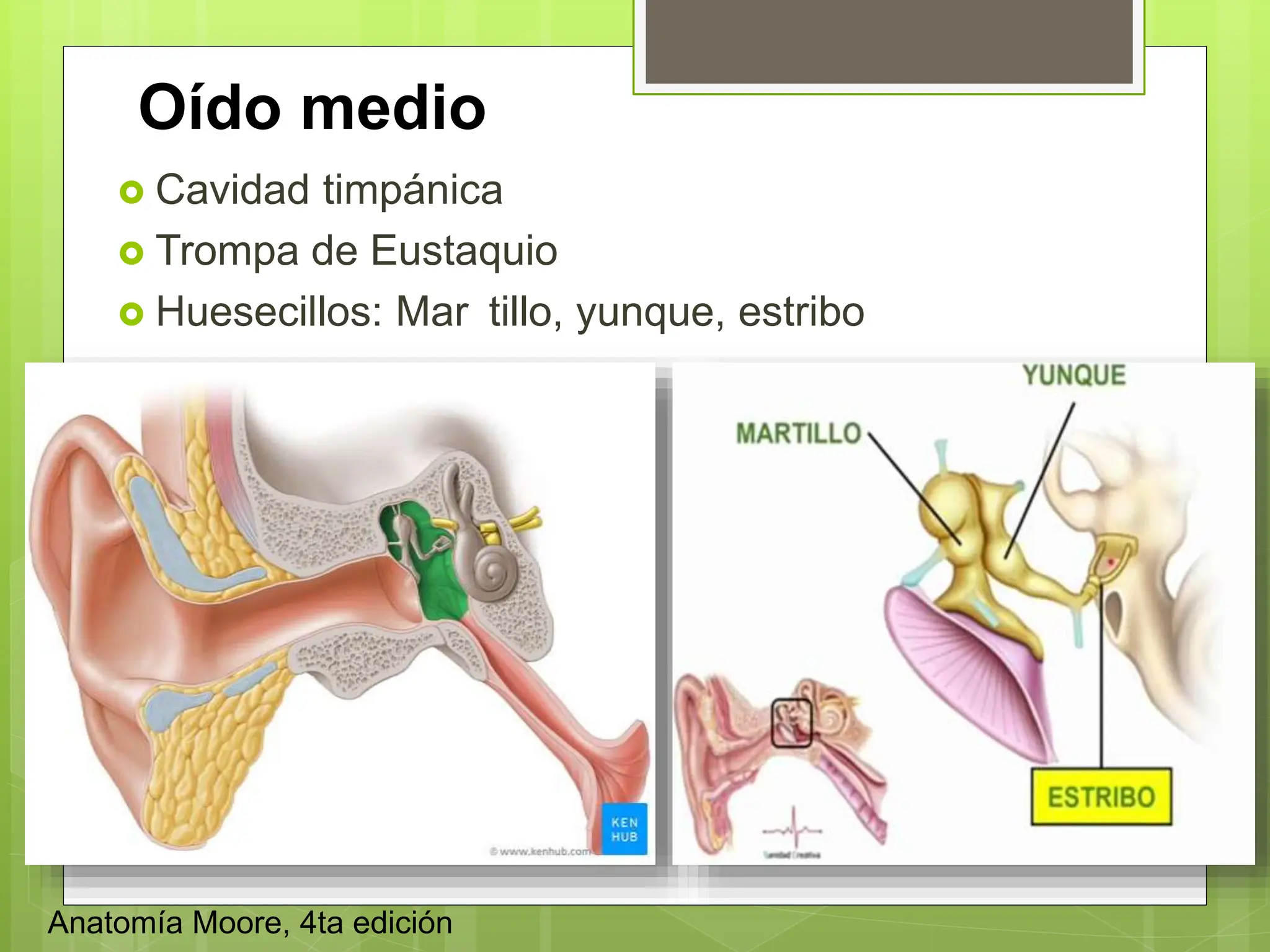 Anatomía del oído.pptx cirugía medicinaa | PPT