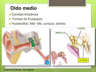 Anatomía del oído.pptx cirugía medicinaa | PPTX