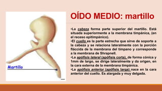 Anatomía del oído POR_ Alma Flor Corona | PPTX