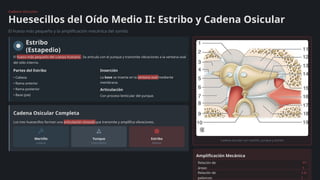 Anatomía del Oído Medio una visión general | PPTX