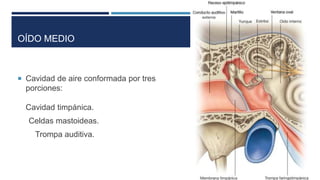 Anatomía de oído externo y medio | PPTX