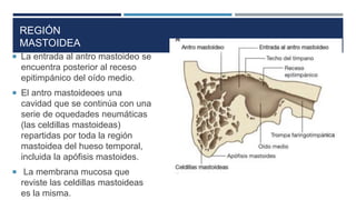 Anatomía de oído externo y medio | PPTX
