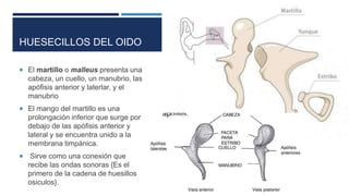 Anatomía de oído externo y medio | PPTX