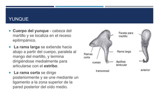 Anatomía de oído externo y medio | PPTX