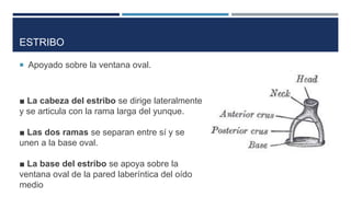 Anatomía de oído externo y medio | PPTX