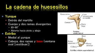 Anatomía del oído y hueso temporal en imagen | PPTX