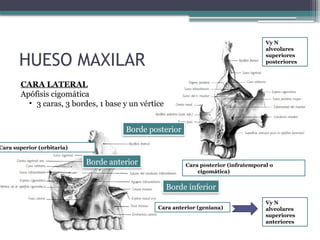 ANATOMIA. Anatomía de los huesos de la cara.pptx