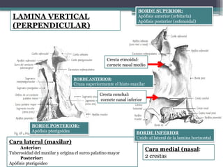 ANATOMIA. Anatomía de los huesos de la cara.pptx