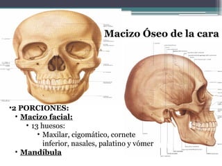ANATOMIA. Anatomía de los huesos de la cara.pptx