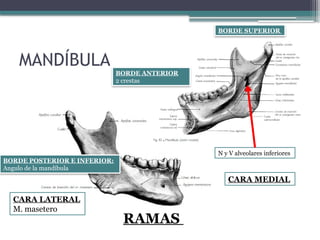 ANATOMIA. Anatomía de los huesos de la cara.pptx