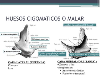 ANATOMIA. Anatomía de los huesos de la cara.pptx