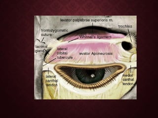 Anatomía de los párpados parte 2 | PPT