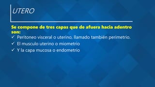 Anatomía de los órganos femeninos de la reproducción | PPTX