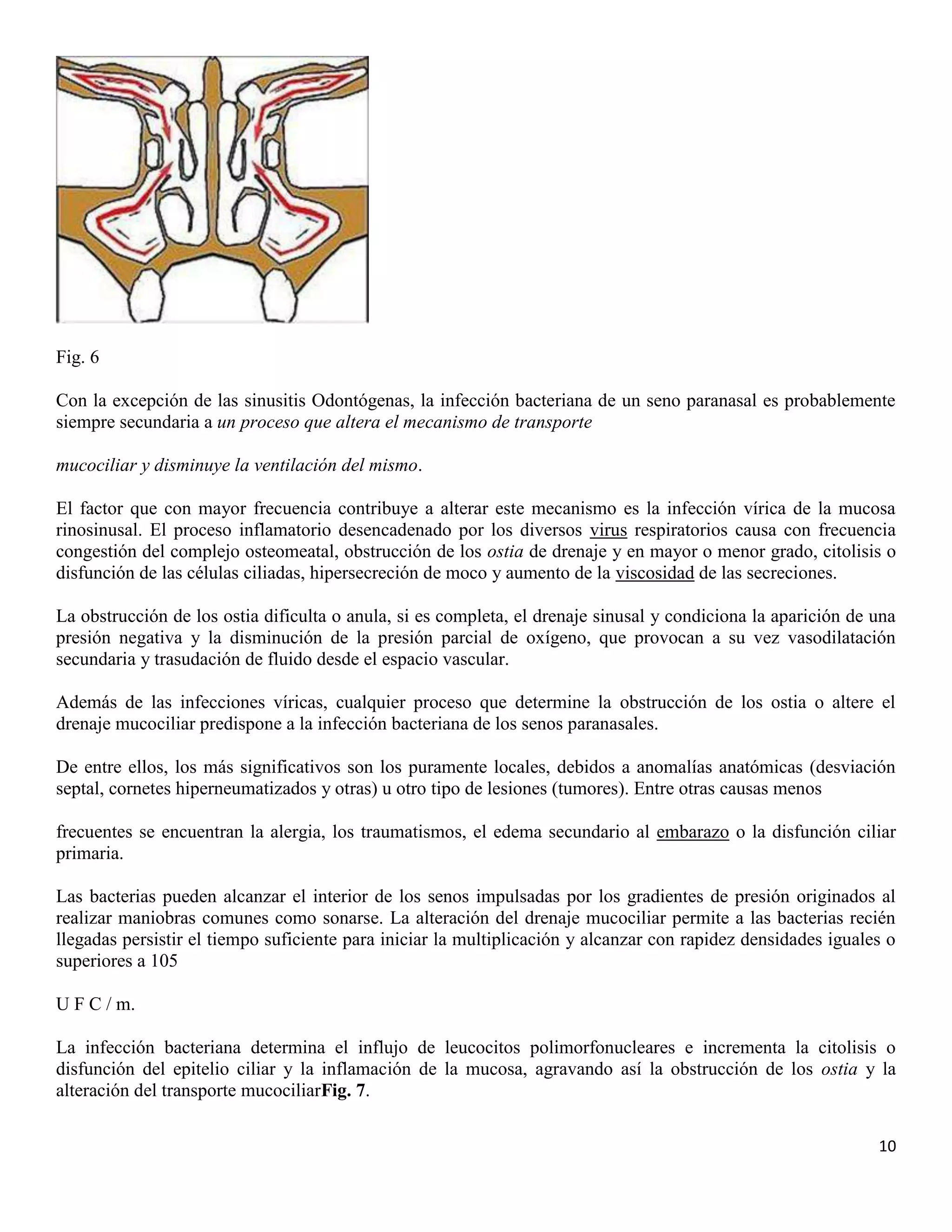 Anatomía de los senos paranasales | DOCX