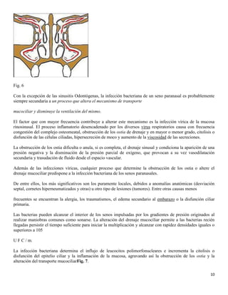 Anatomía de los senos paranasales | DOCX