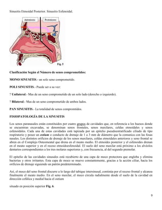 Anatomía de los senos paranasales | DOCX