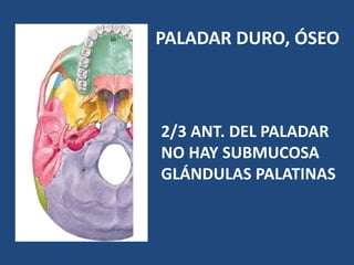 Anatomía del paladar | PPTX