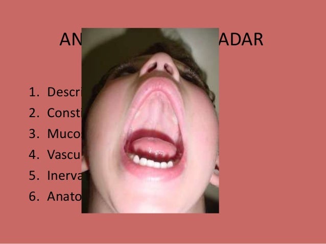 Anatomía del paladar