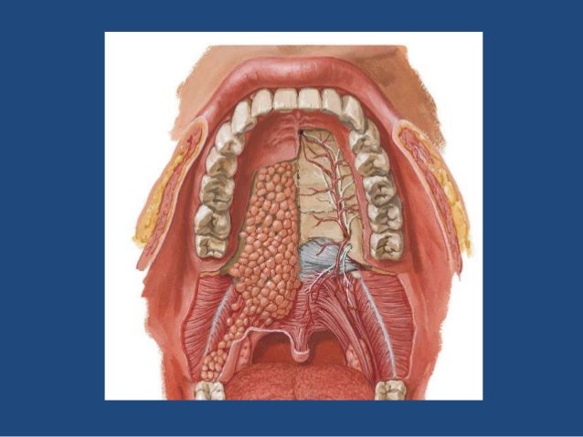 Anatomía del paladar