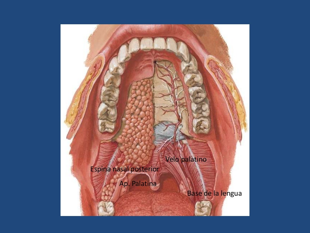 Músculos Do Paladar , Sistema Endócrino e Anatomia – XOCFB