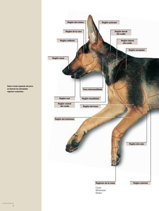Anatomía del Perro - Protocolos de disección - Servet 3 ed.pdf