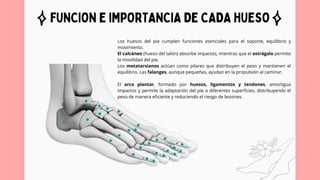 ANATOMÍA DEL PIE.pdfBIOSEGURIDAD.pdfBIOSEGURIDAD.pdf